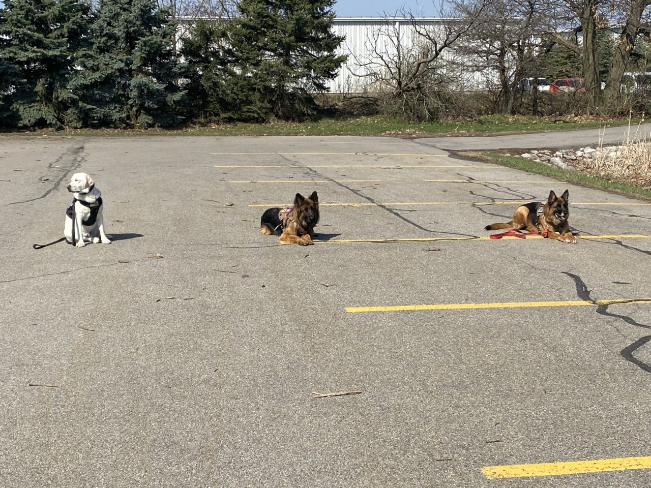 Pawsitive for Heroes | WNY Heroes